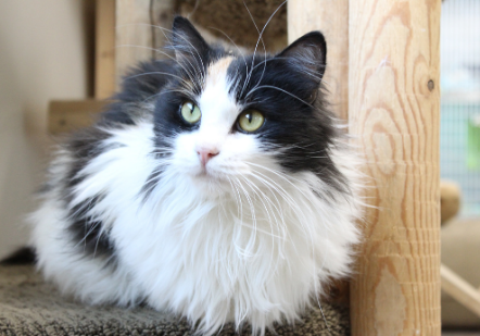 Do cats need us? – Spokane Humane Society