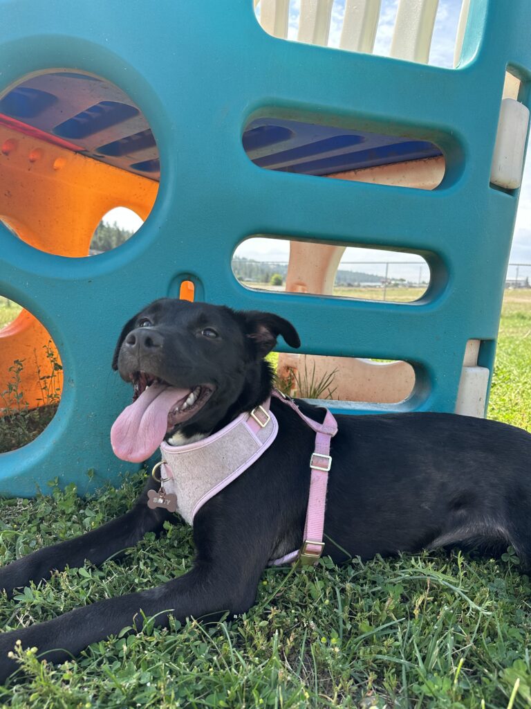 The 3 Principles of Responsible Pet Ownership