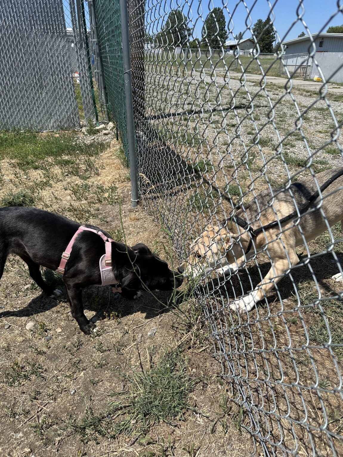 The 3 Principles of Responsible Pet Ownership