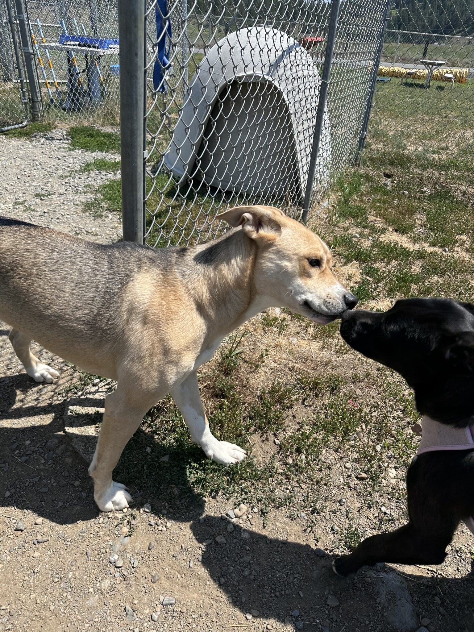 How to Introduce a New Furry Friend to your Family