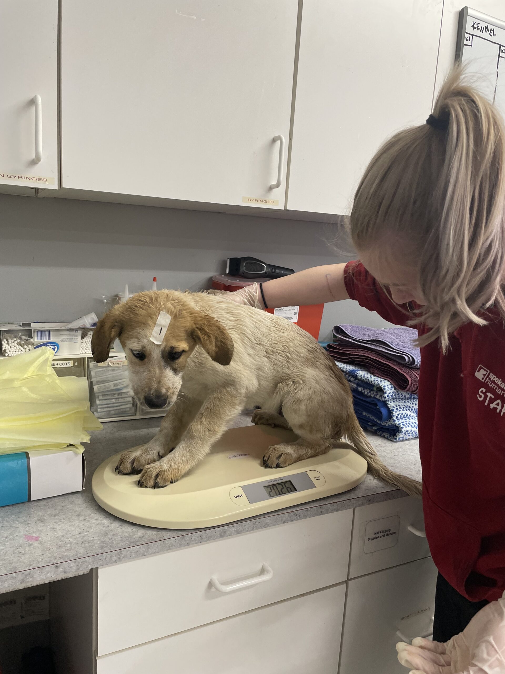 Intake and Foster – Day in the life of Foster Coordinator at SHS