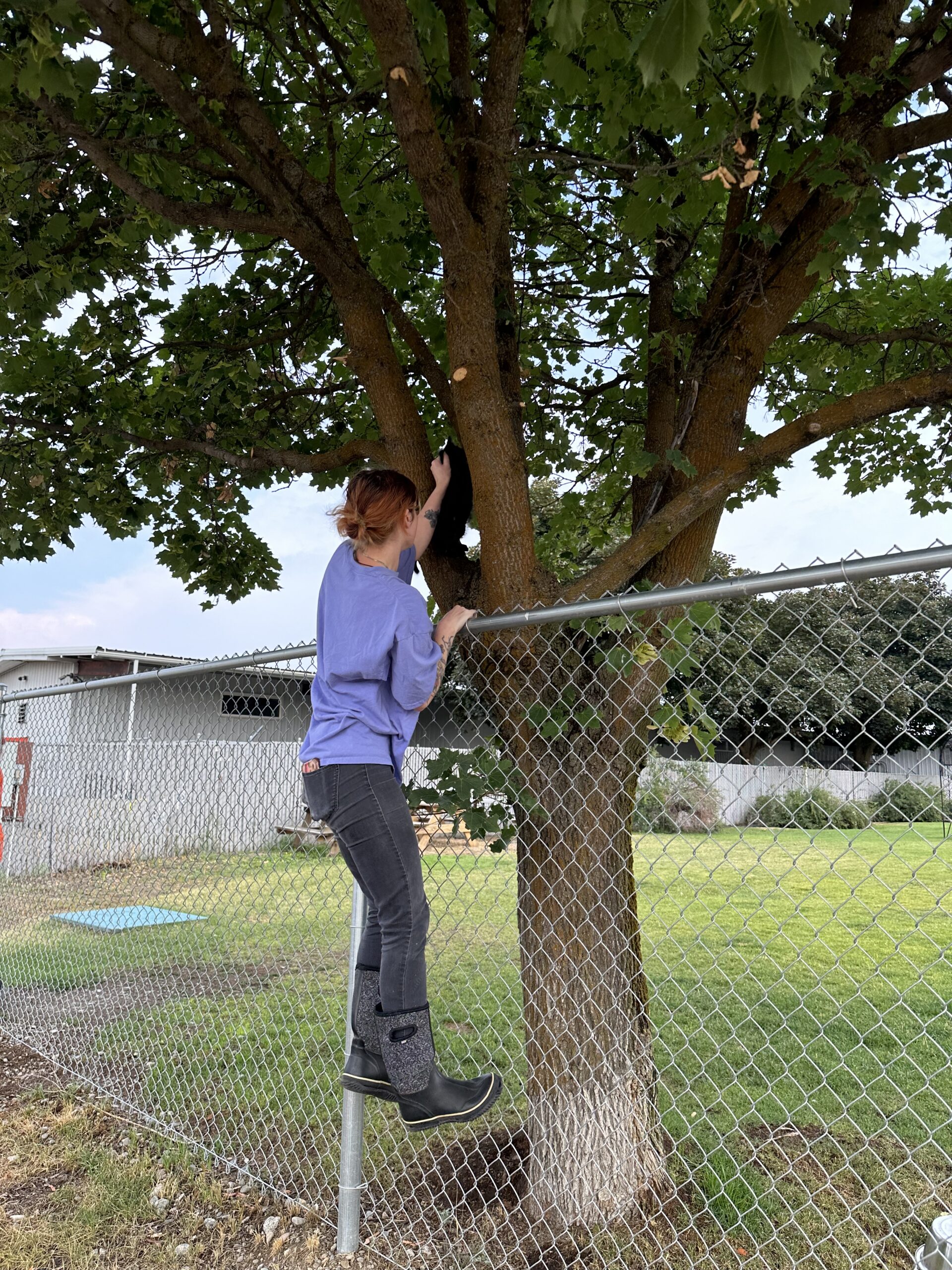 Abandoned at SHS – 17 cats