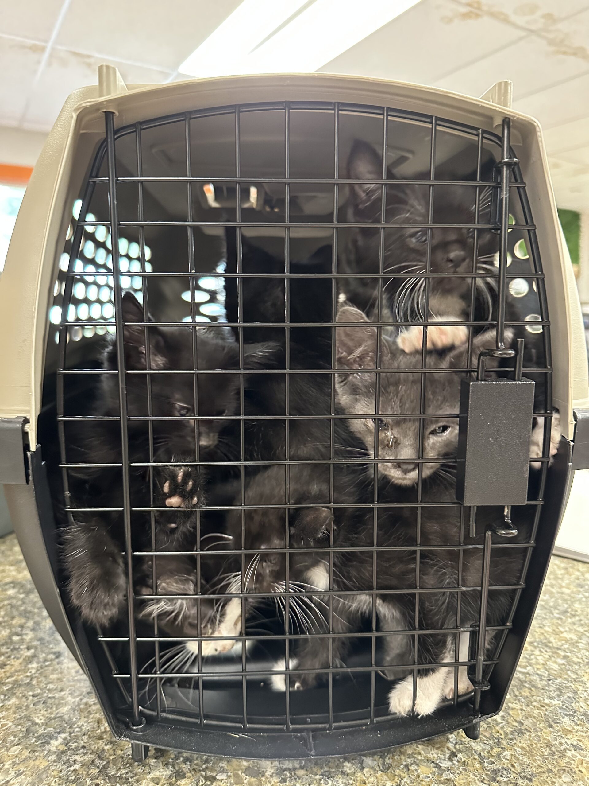 Abandoned at SHS – 17 cats