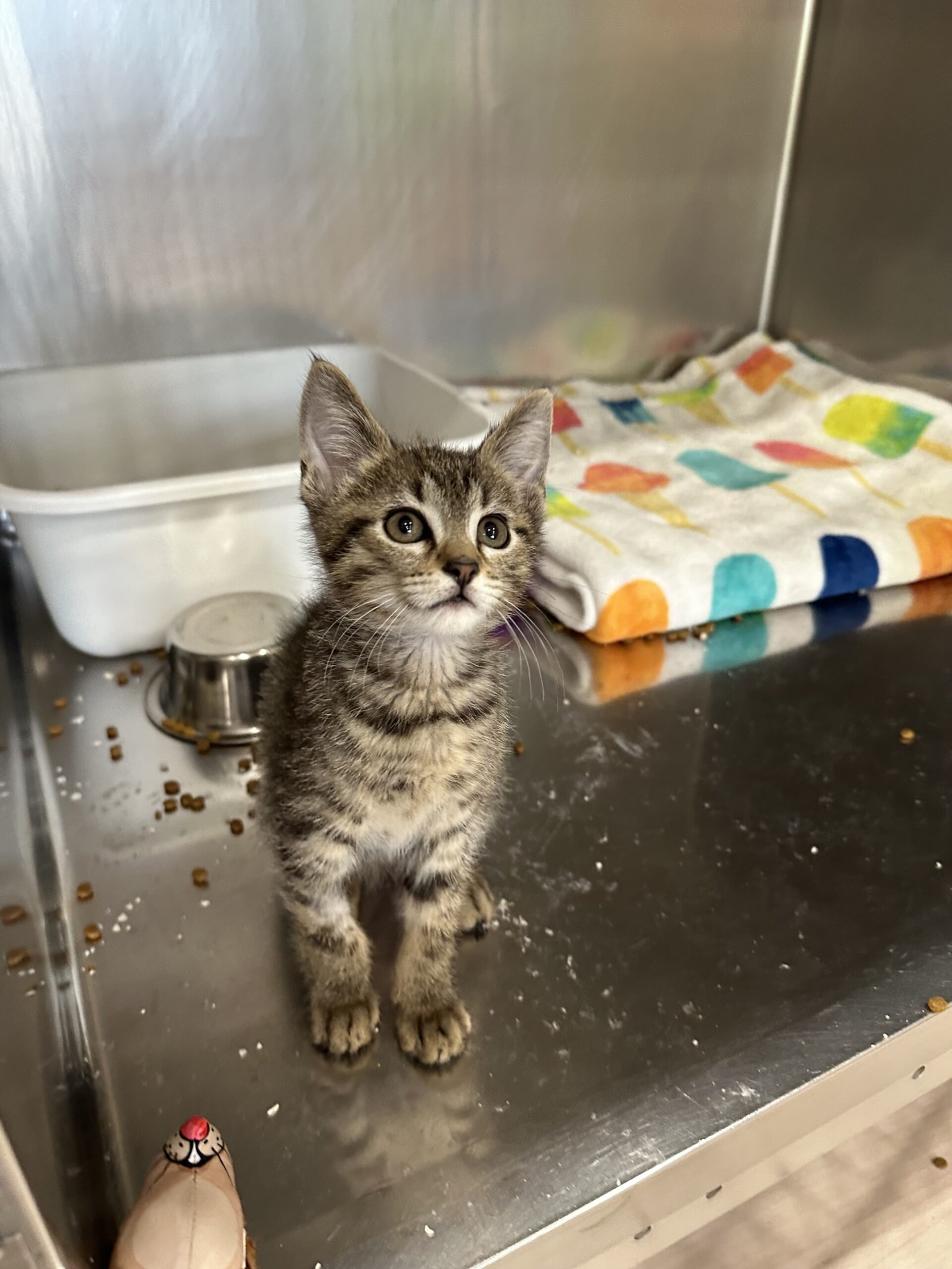 Clinic Staff Saves the Lives of Kittens