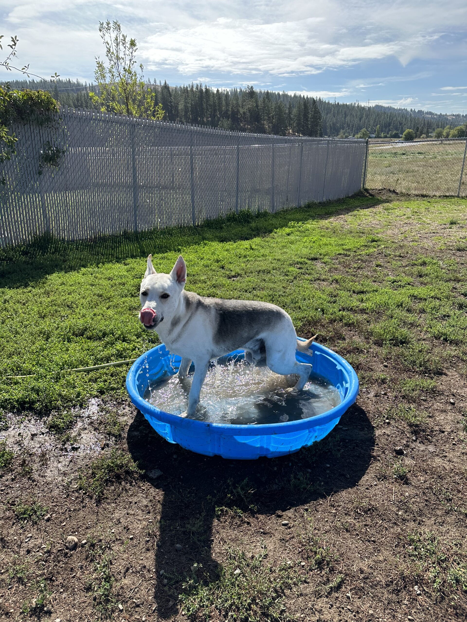 A Long-Term Resident: Meet Loki Larry – Spokane Humane Society