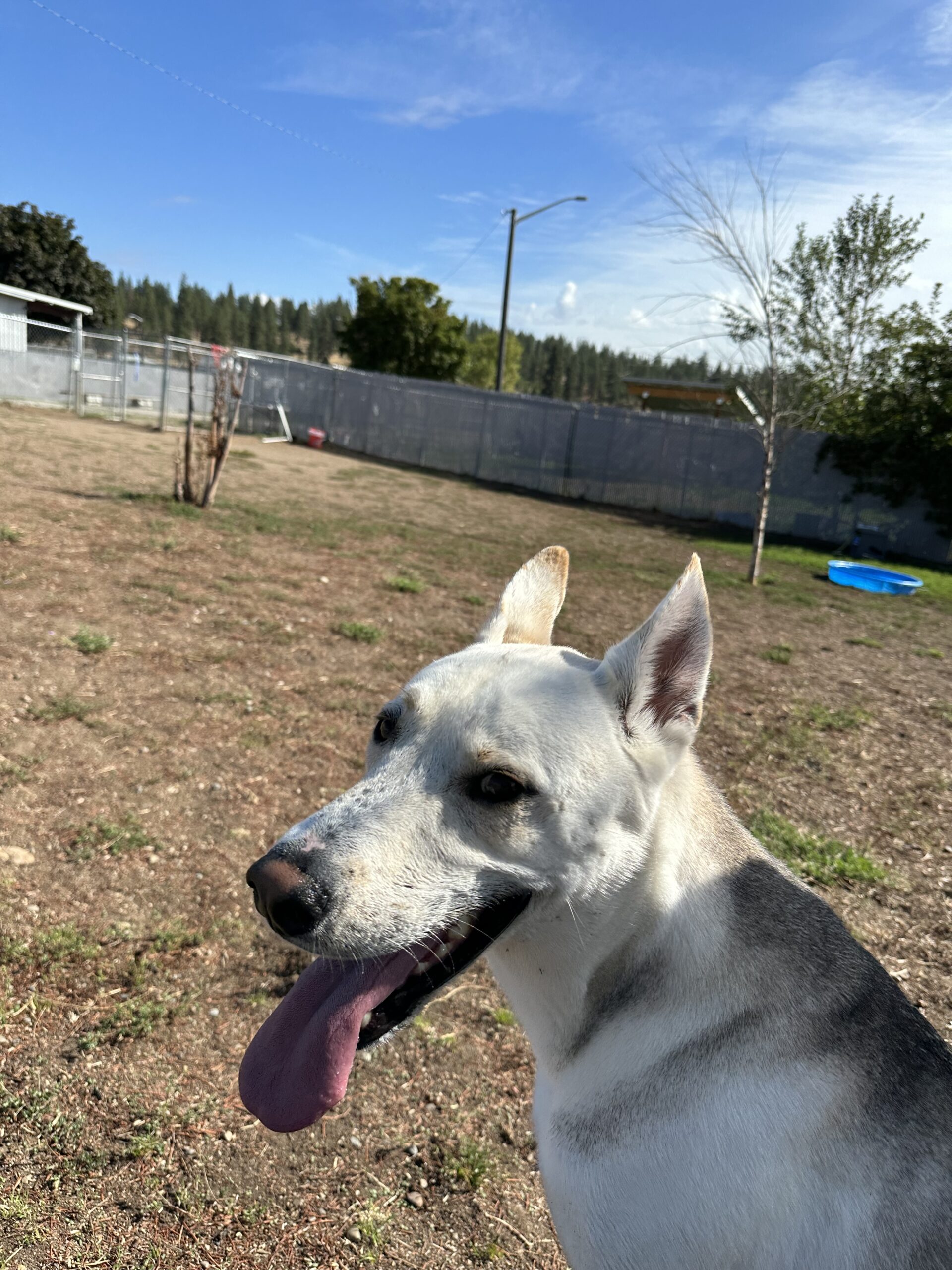 A Long-Term Resident: Meet Loki Larry – Spokane Humane Society