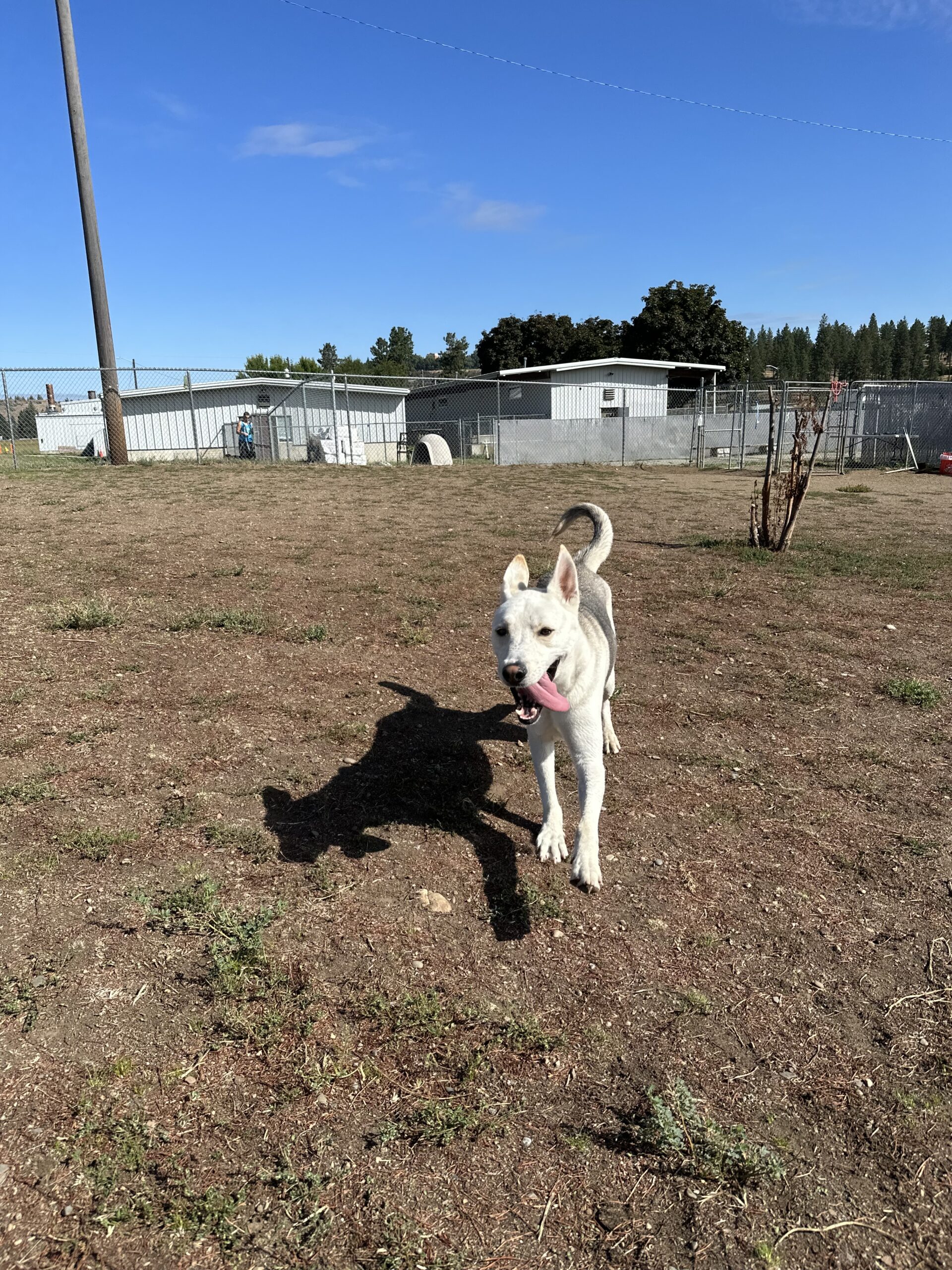 A Long-Term Resident: Meet Loki Larry – Spokane Humane Society