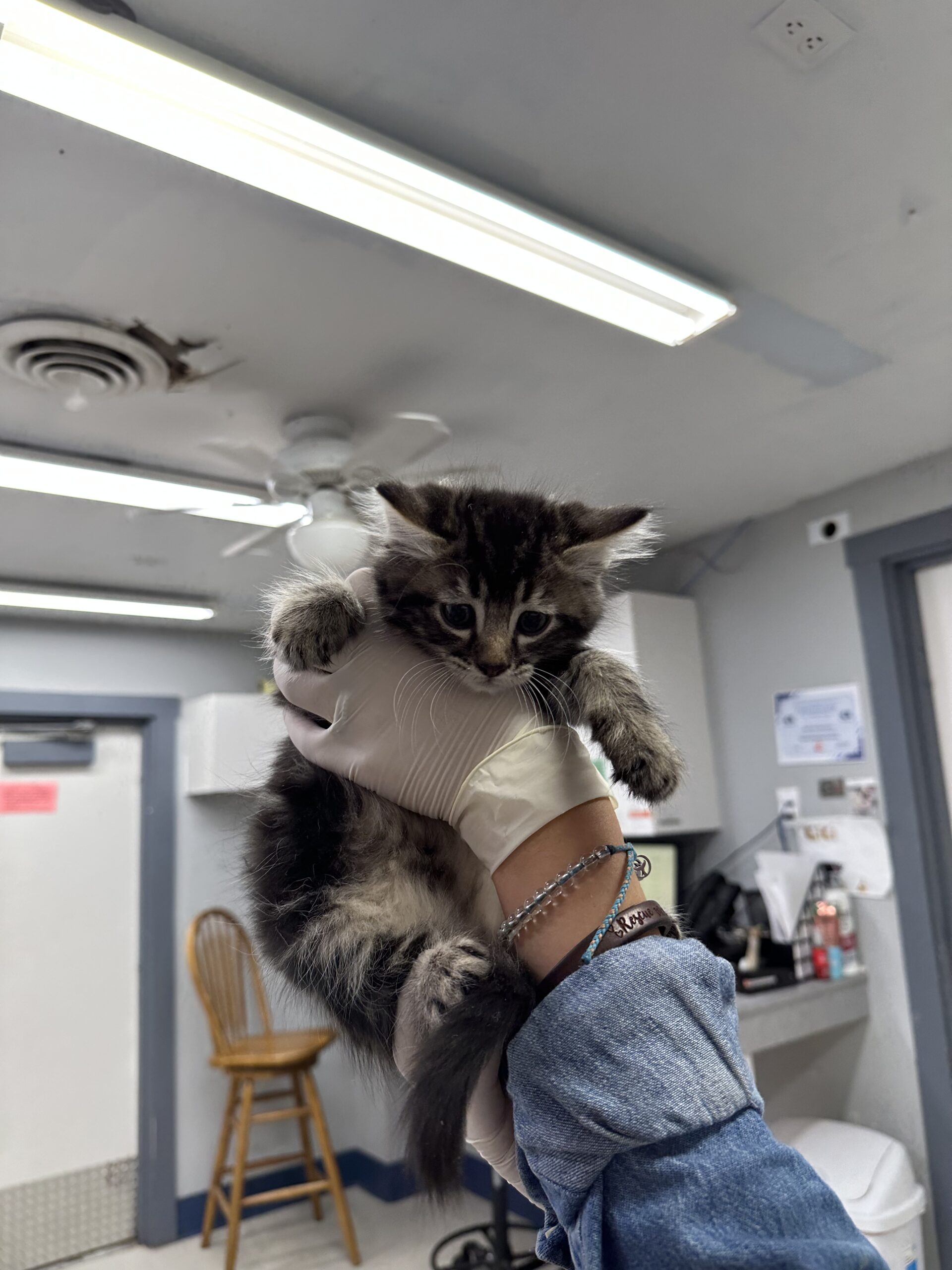 The Intake to Foster Process – Spokane Humane Society