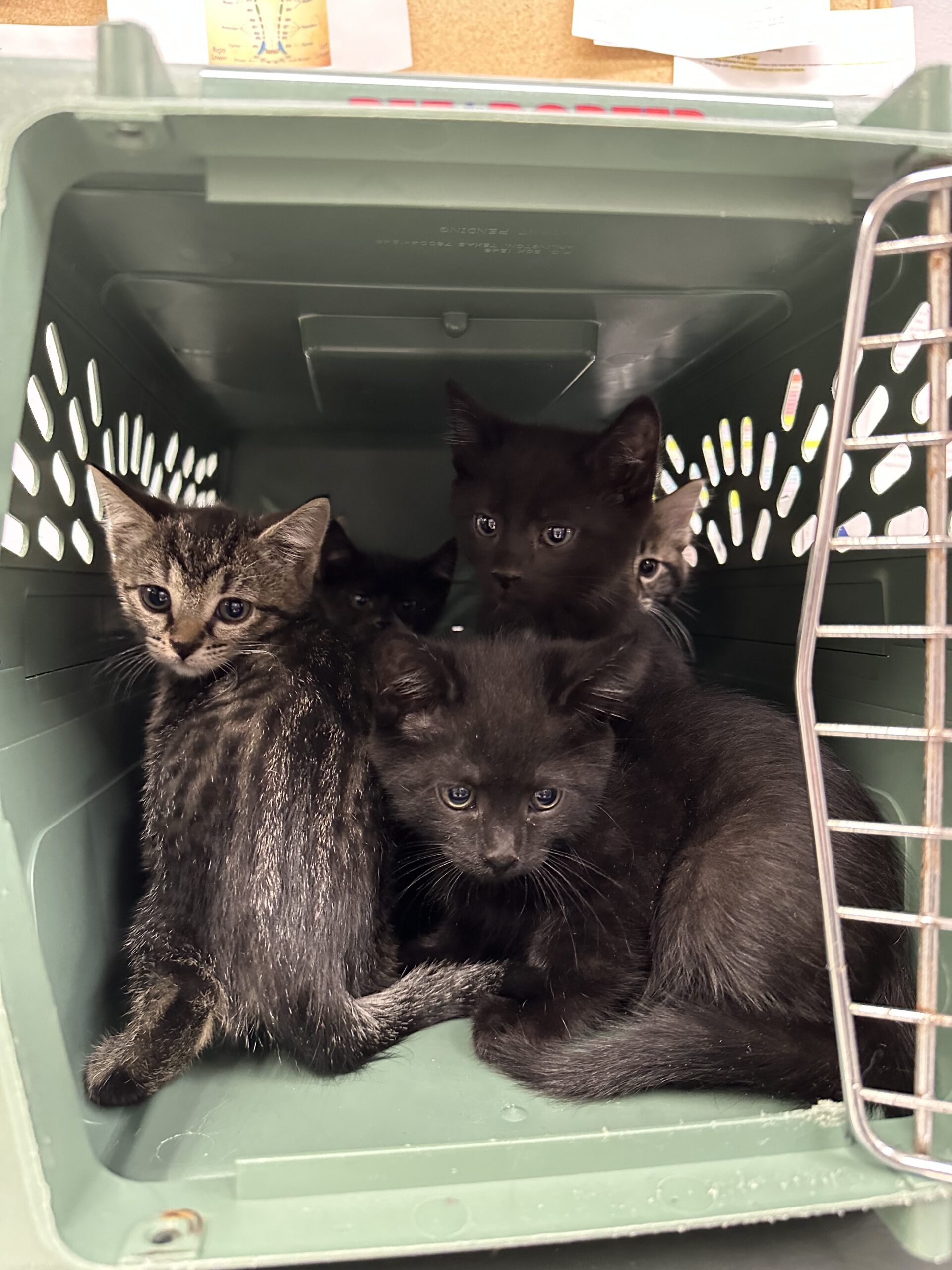 The Intake to Foster Process