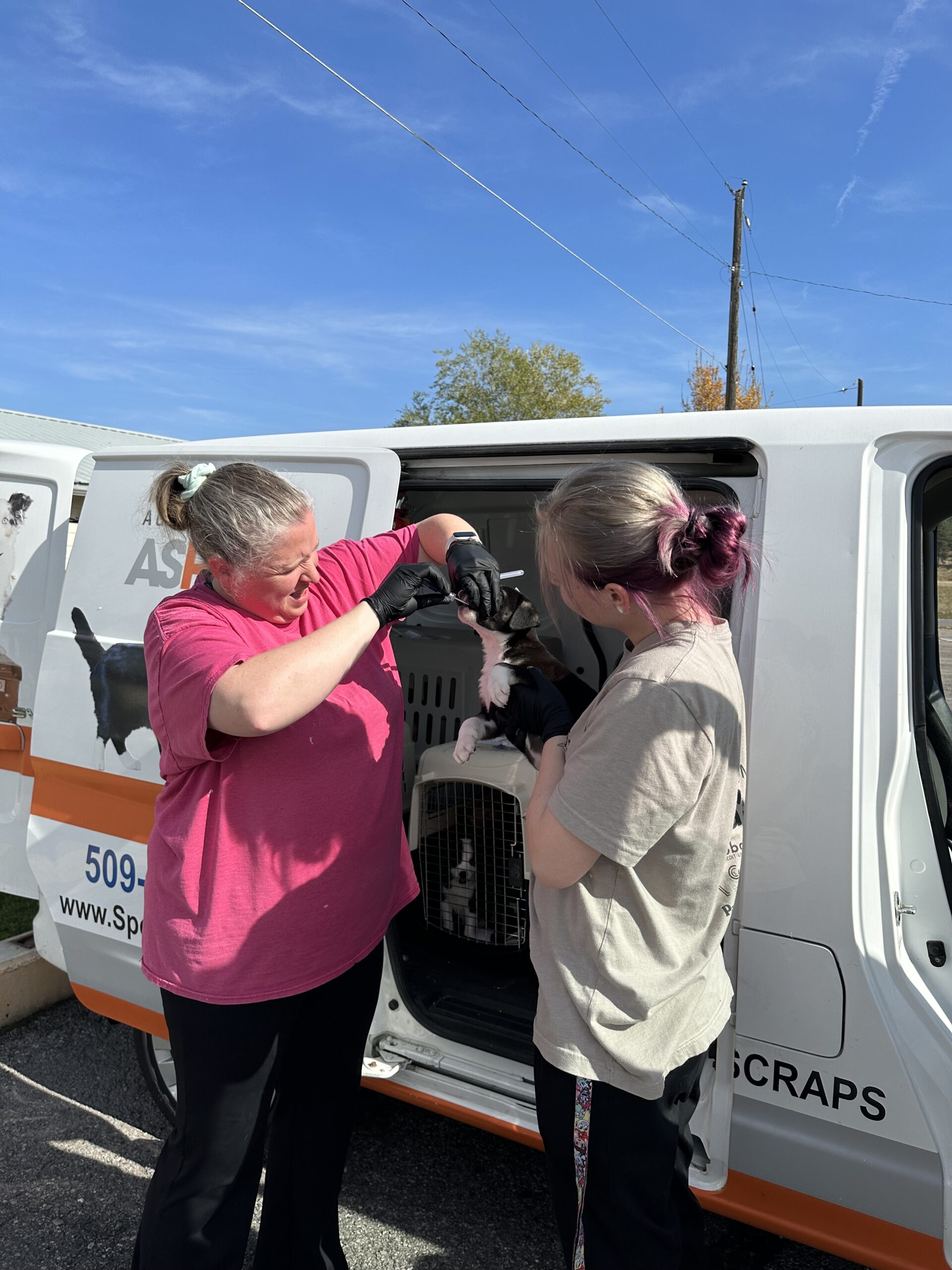 Intake to Foster Process – nine puppies and momma