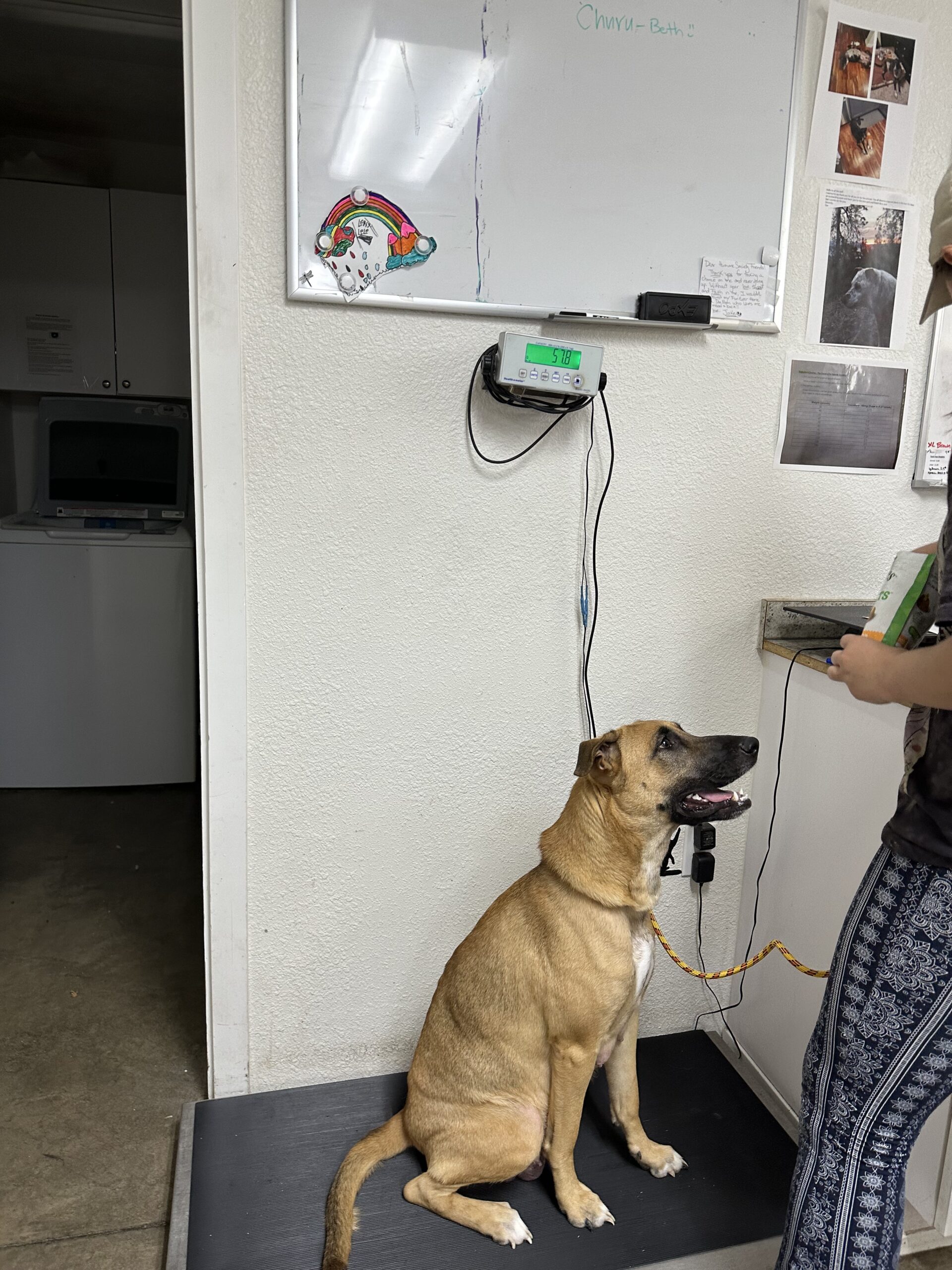 Intake to Foster Process – nine puppies and momma