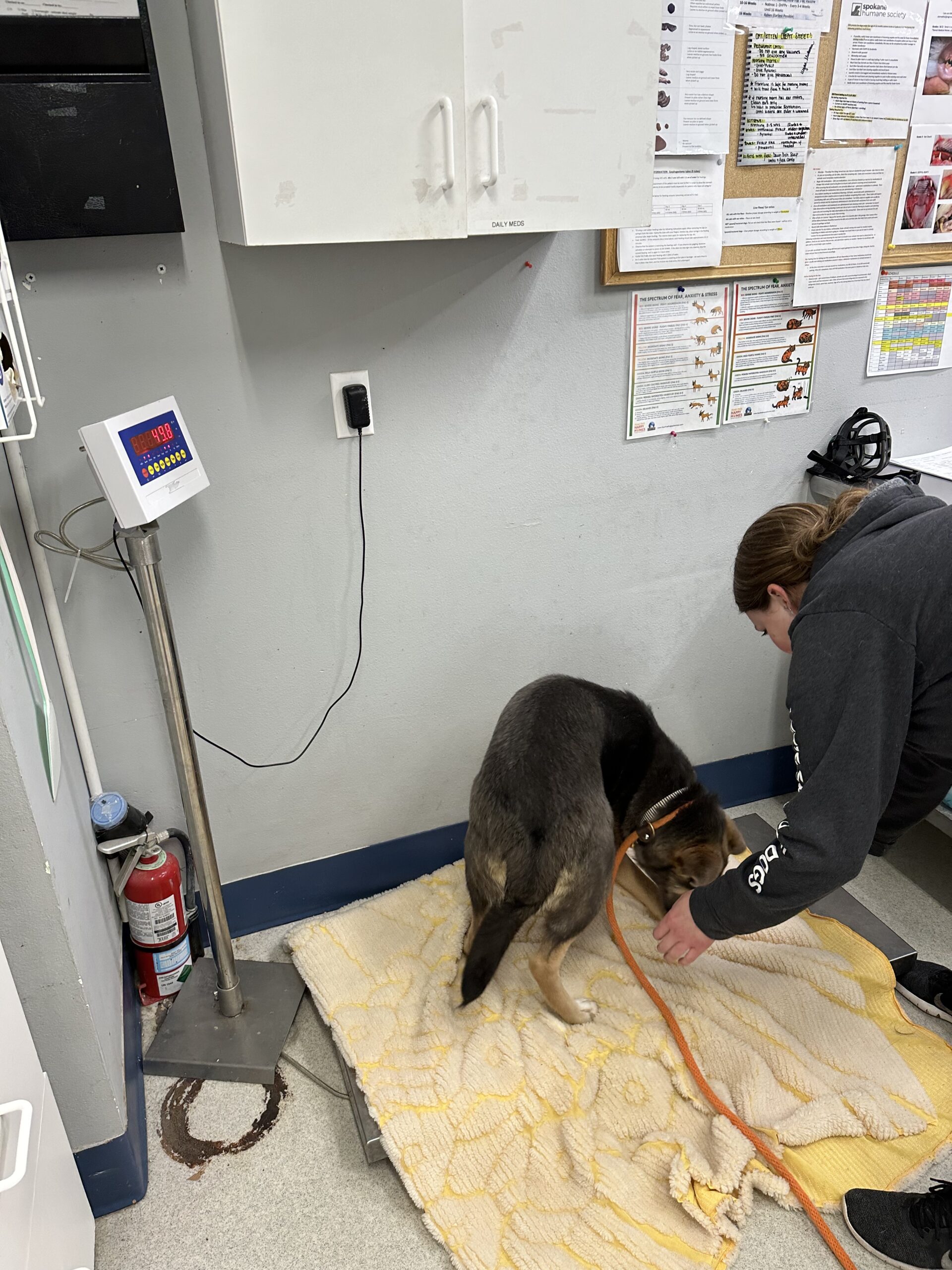 Saving Animals all over Washington State