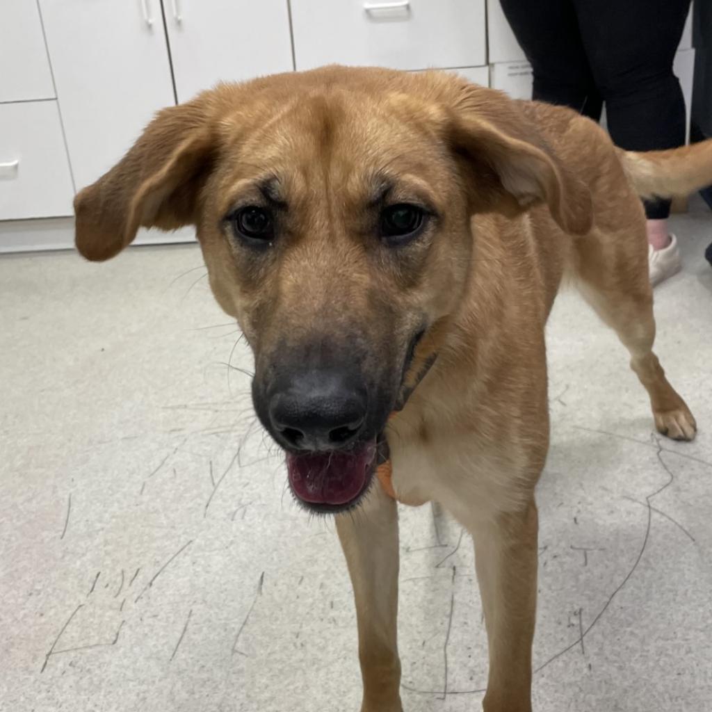 Saving Animals all over Washington State