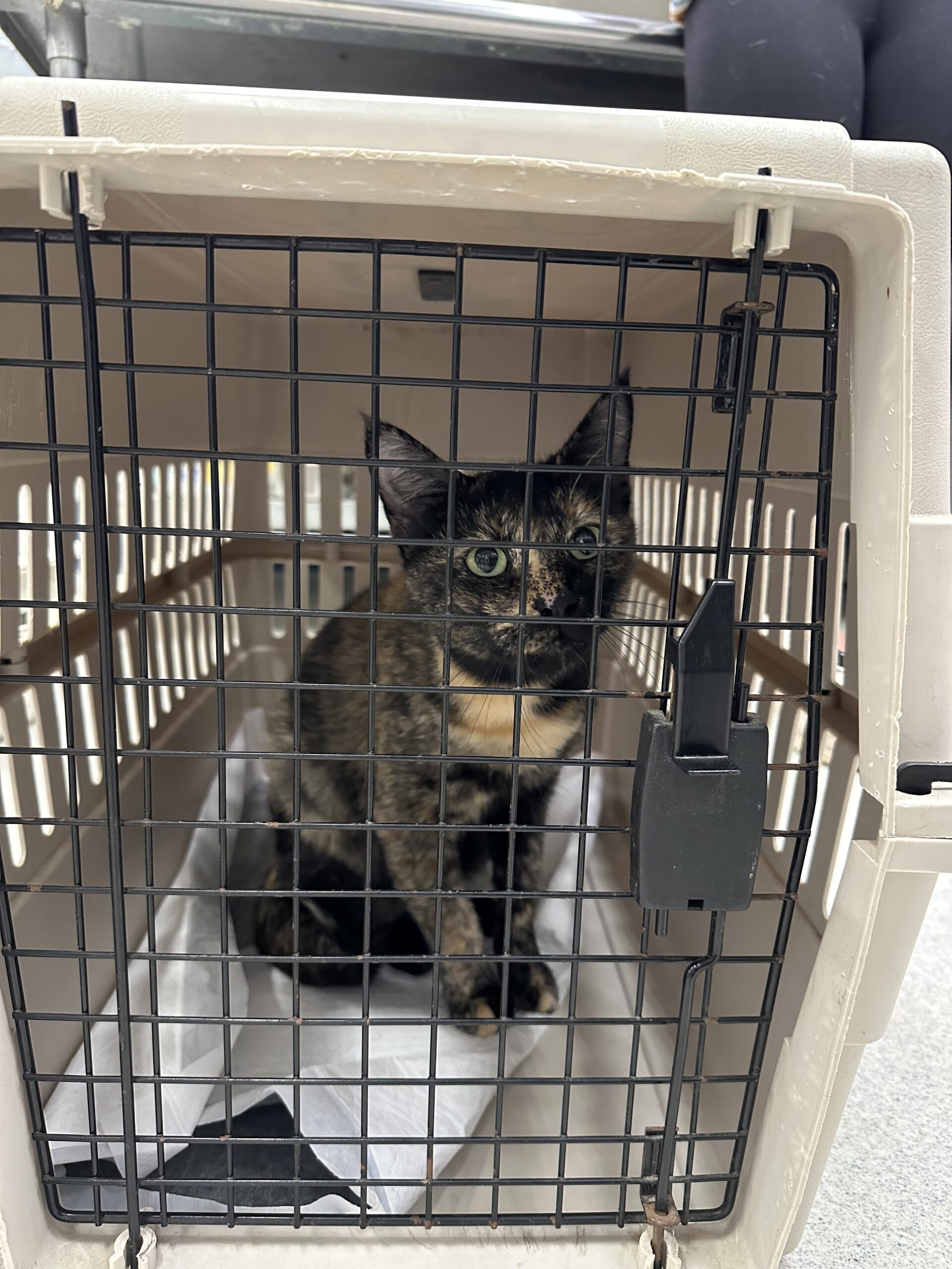 SHS Partners with Other Local Shelters