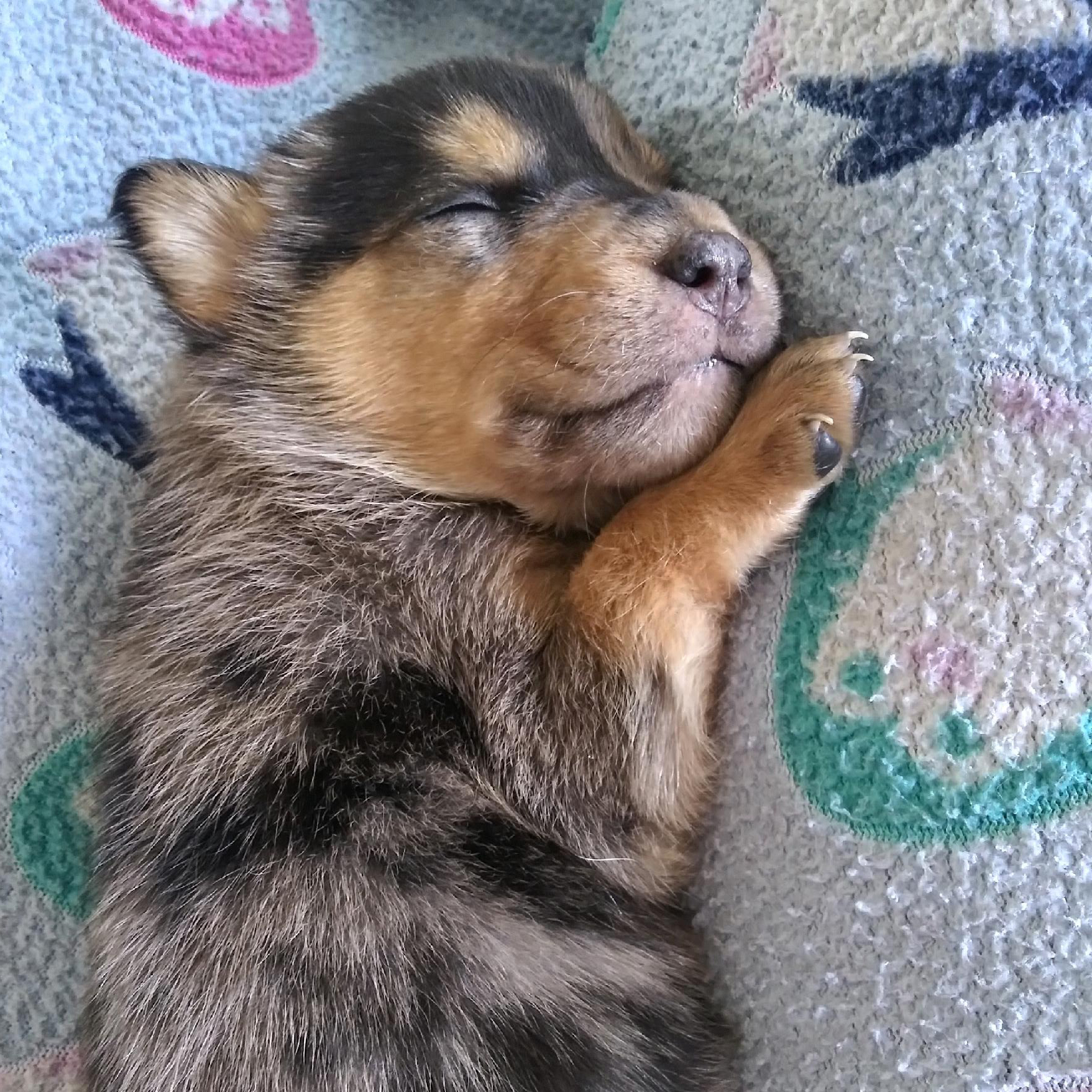 SPRING IS HERE, and Puppies Too!