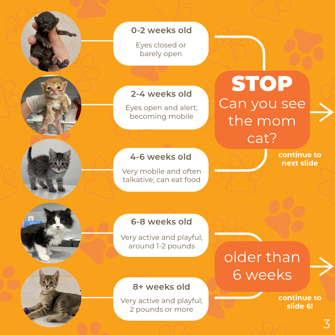 Did you find a kitten? Here’s what to do