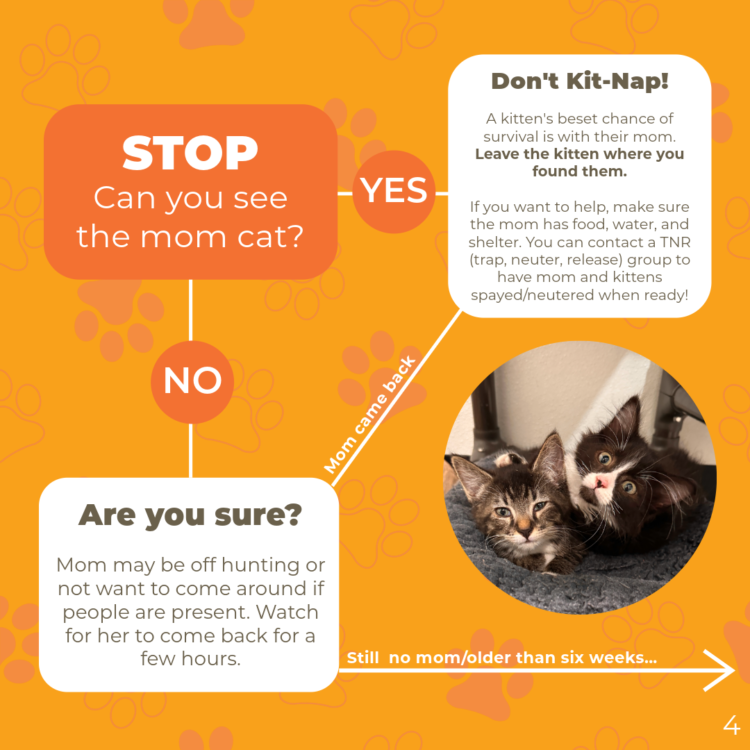 Did you find a kitten? Here’s what to do