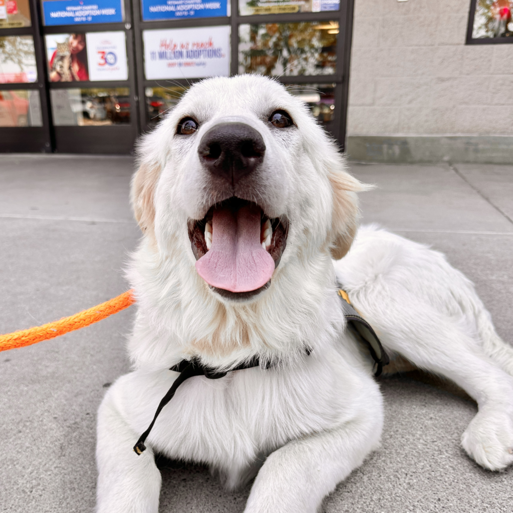 National Adoption Week March 2025 – Spokane Humane Society