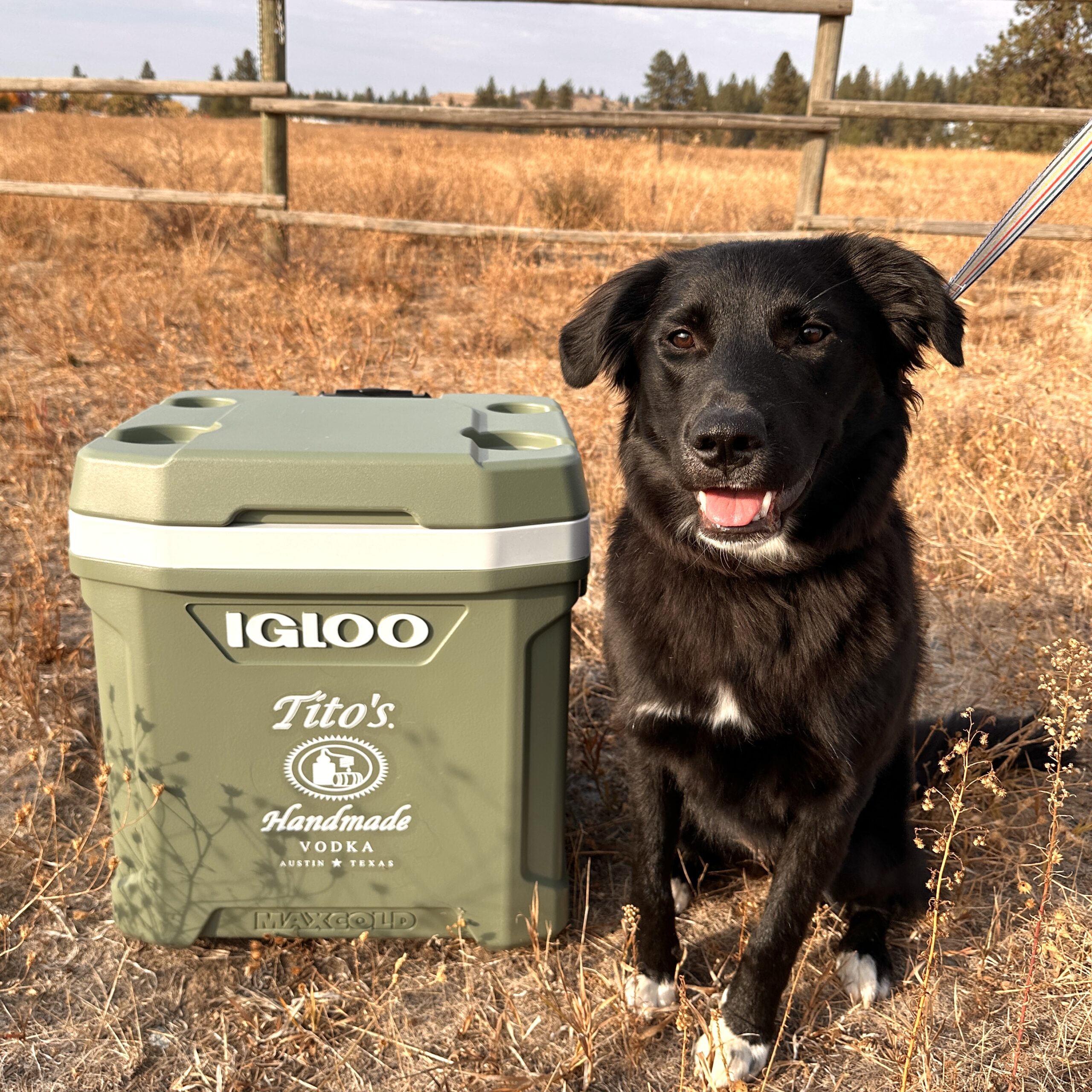 Local Businesses that Love Animals! – Spokane Humane Society