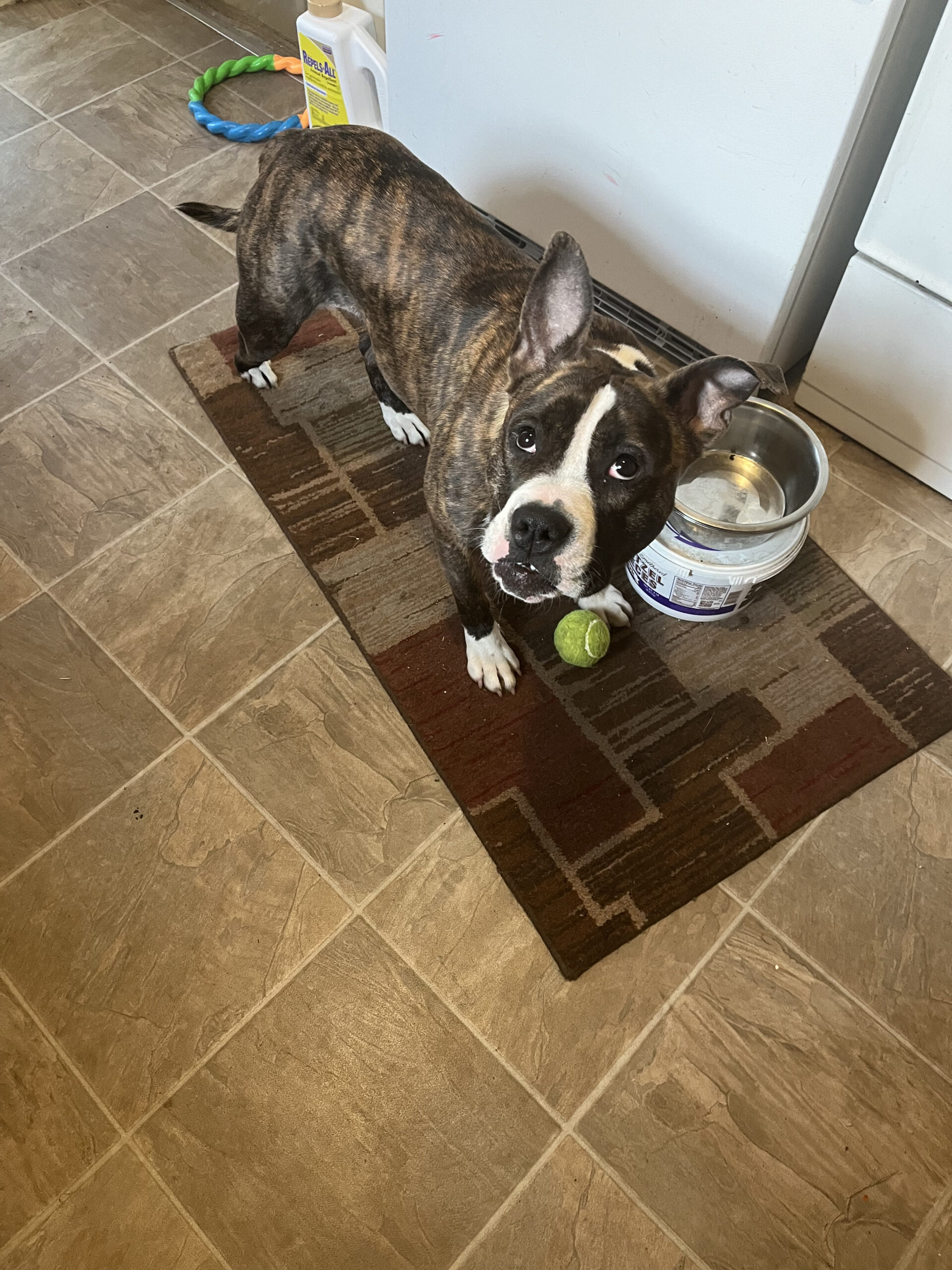 Fostering Success: Lilly’s Ready for a Loving Home!