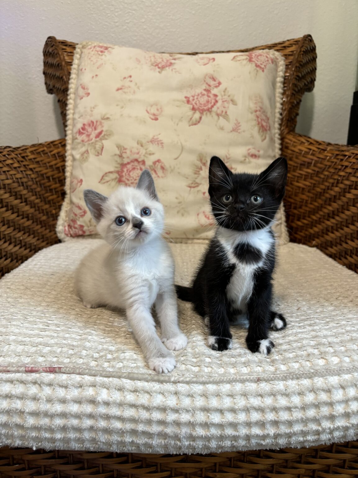 Kitten Season Survival Guide