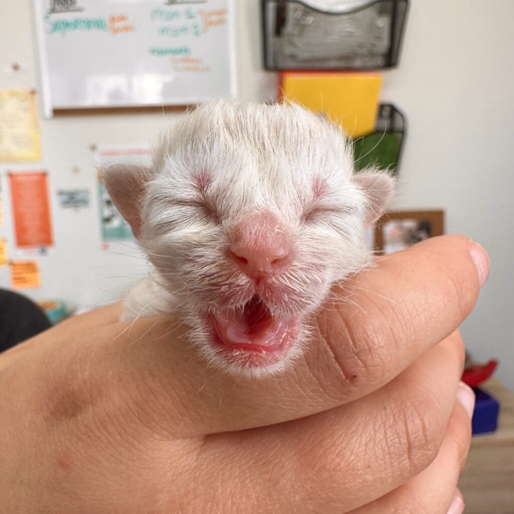 Kitten Season Survival Guide