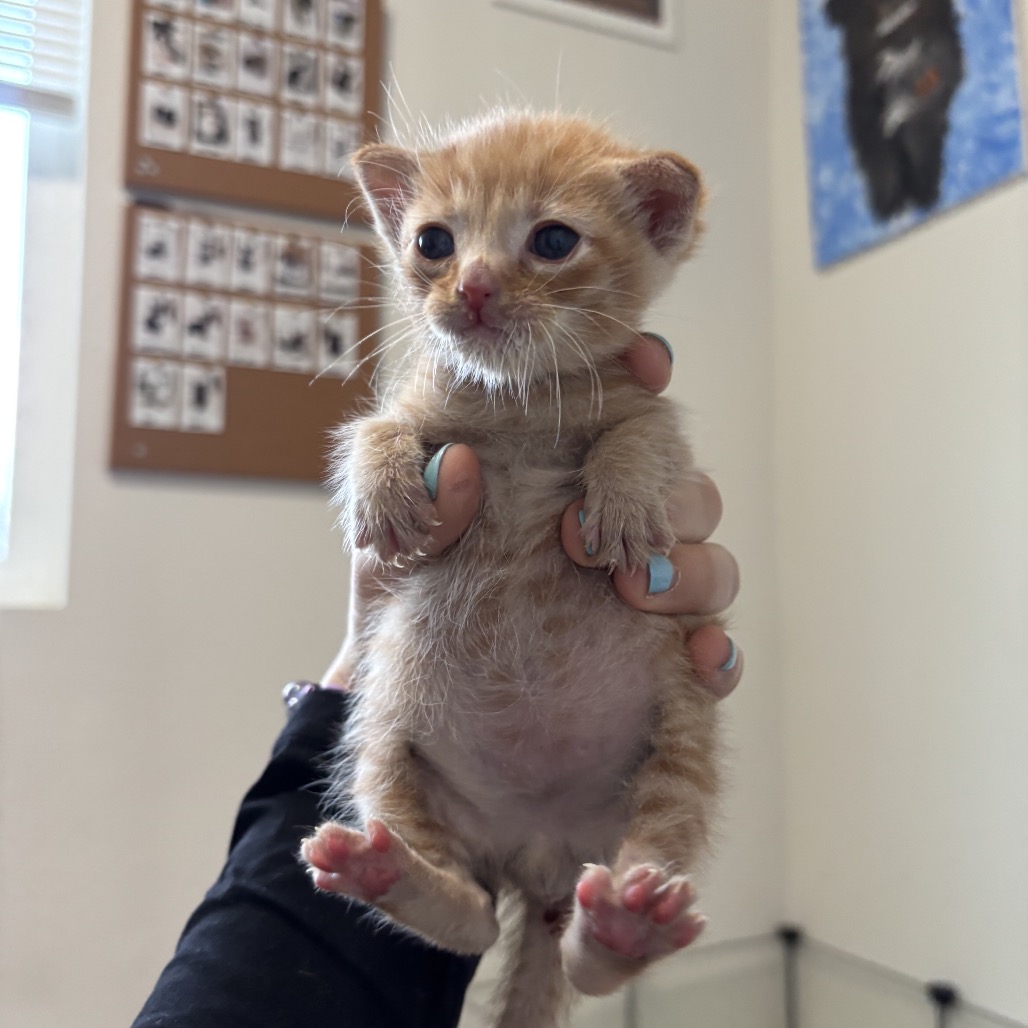 Kitten Season Survival Guide