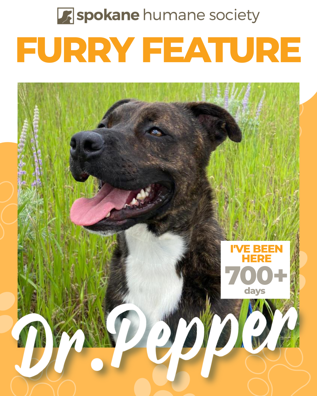 Furry Feature – Dr. Pepper