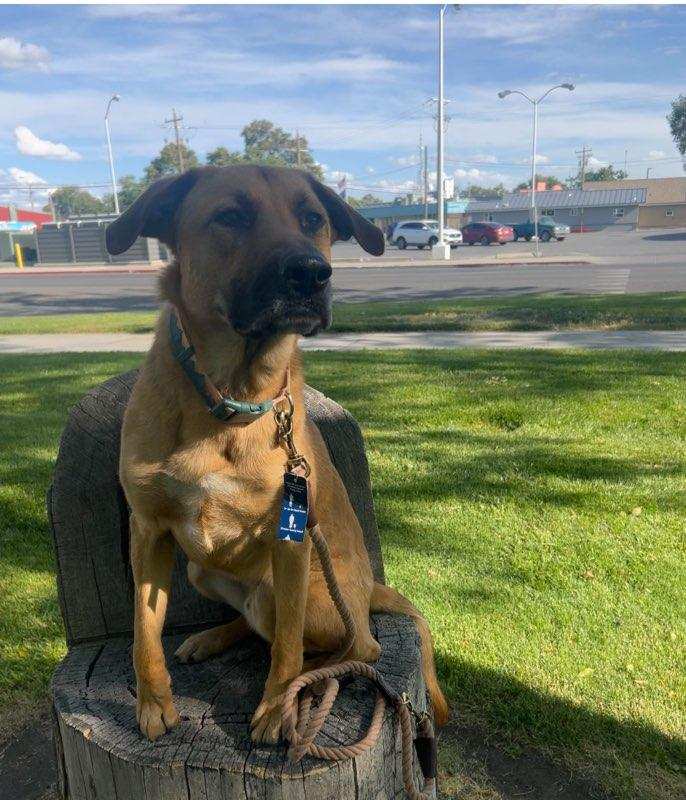 Oso Graduates to a Forever Home